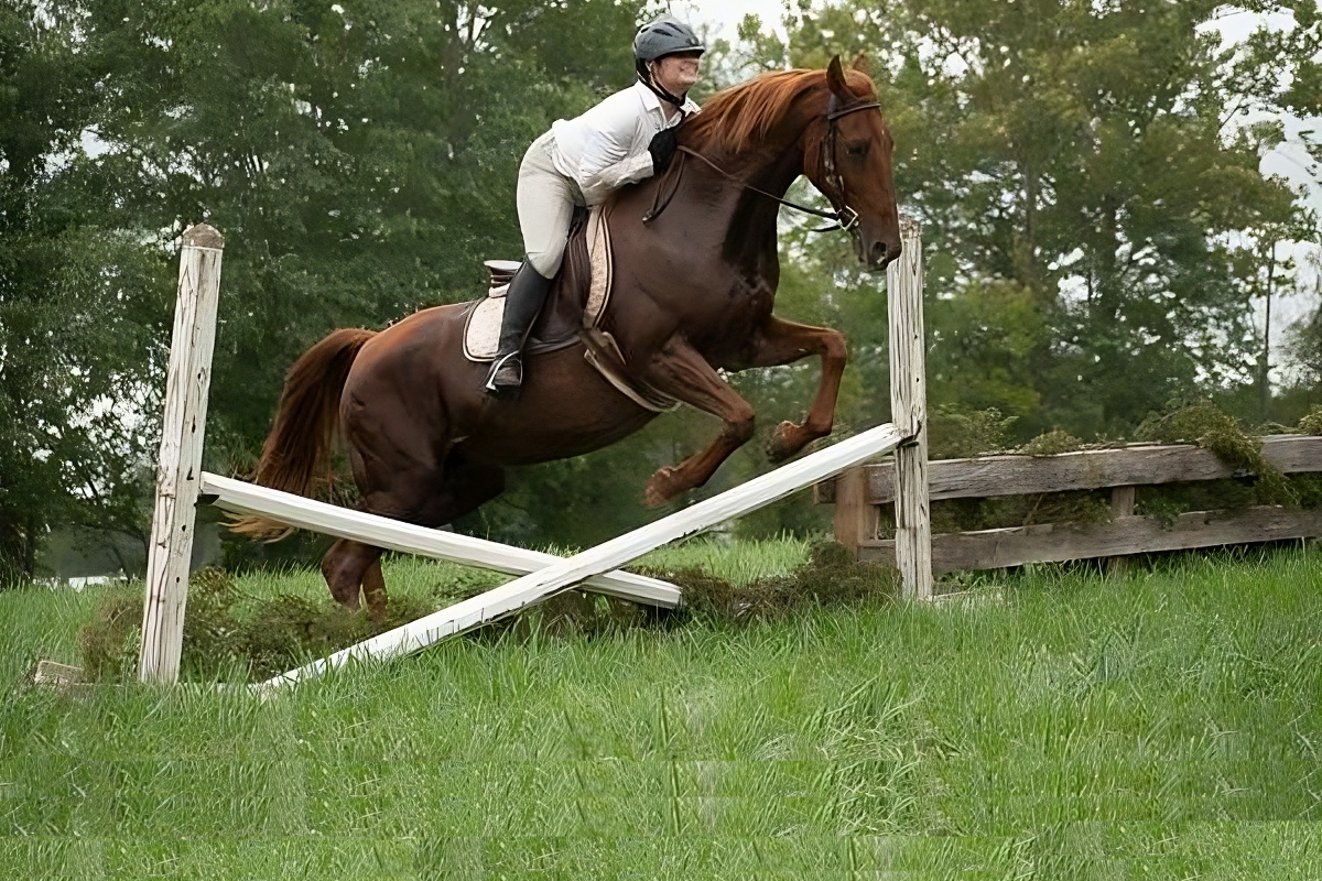 PV Equestrian Training And Boarding - Experience the joy of horses at ...